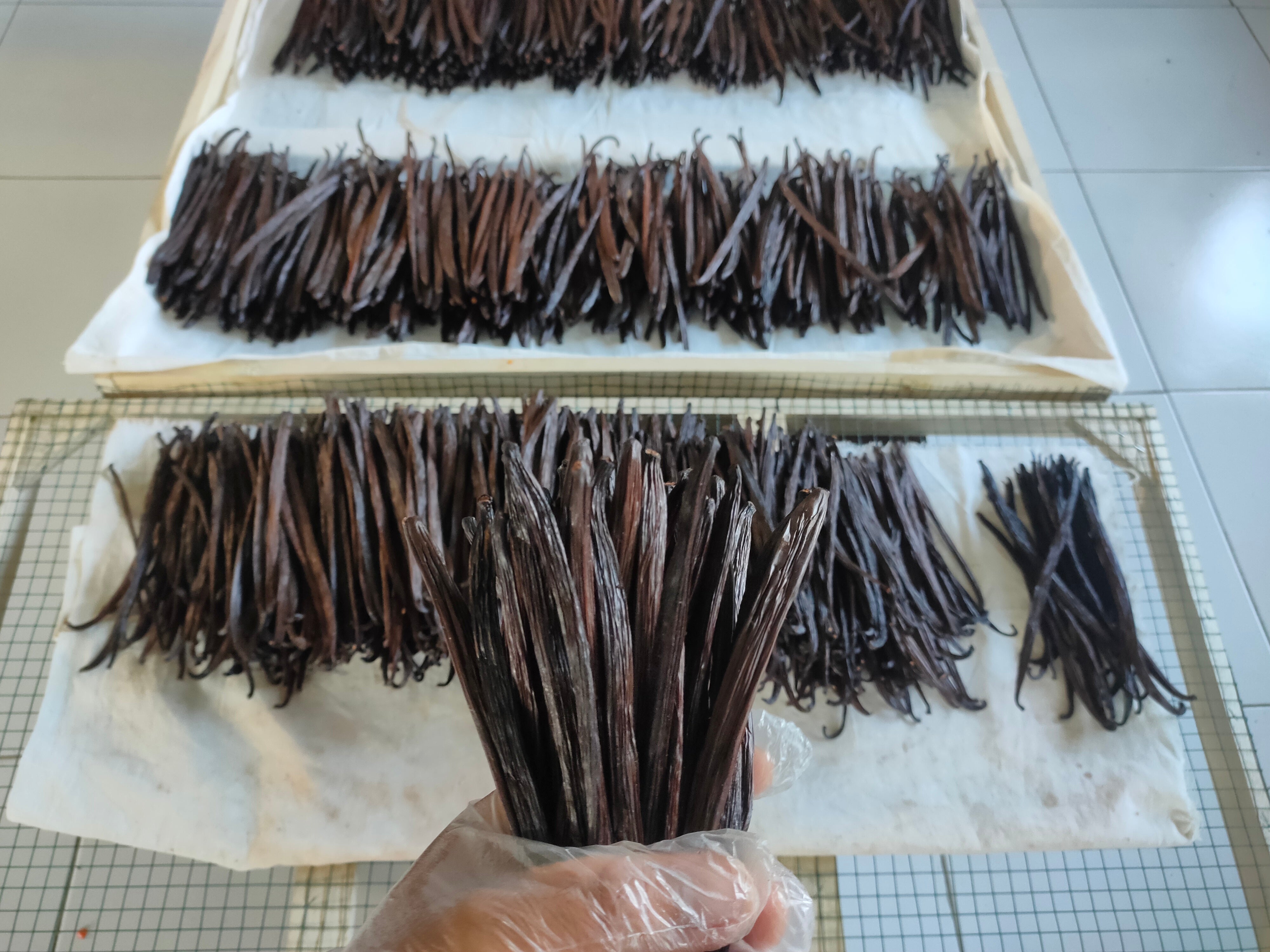 Vanilleschoten aus Bali, Ernte 2025 – 2 Schoten, Länge 14-17 cm – Ikani